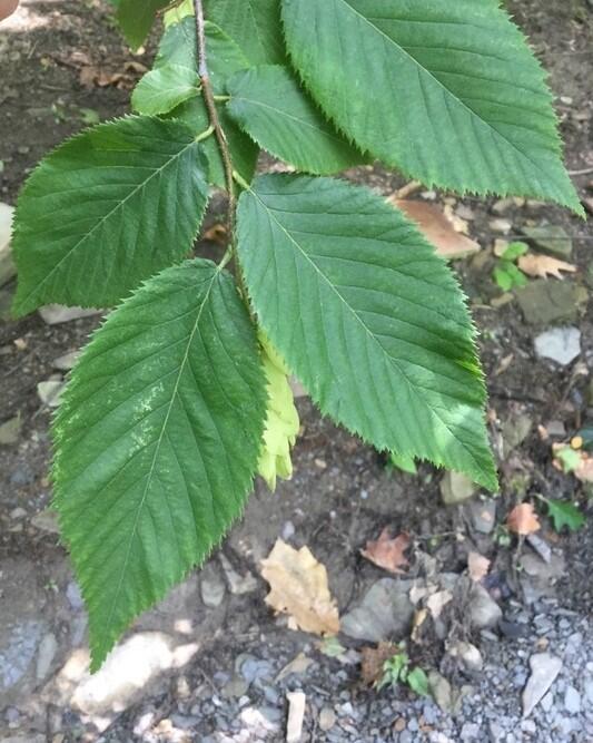 Eastern Hophornbeam | CMP Tree Selection Tool